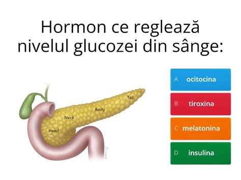 Sistemul Endocrin Cuestionario