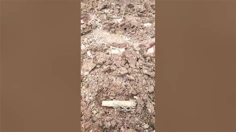 Planting Sugar Cane Youtube