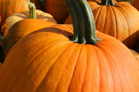 잘 익은 오렌지 호박의 전체 프레임 이미지 할로윈 화창한 날에 판매 할 준비가 필드에서 성장 전경에 초점 0명에 대한 스톡 사진 및 기타 이미지 Istock