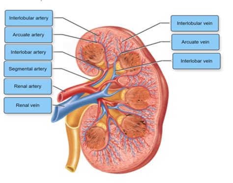 Urinary System Lab Flashcards Quizlet