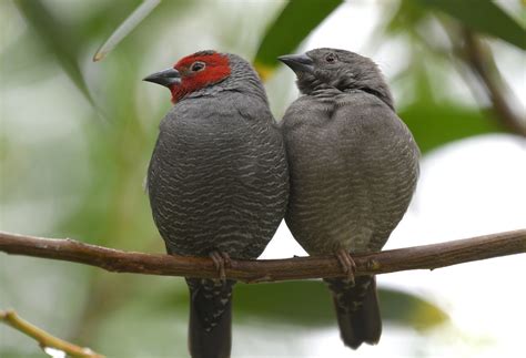CLZ0827 Lovebirds Finch Catherine Zinsky Flickr