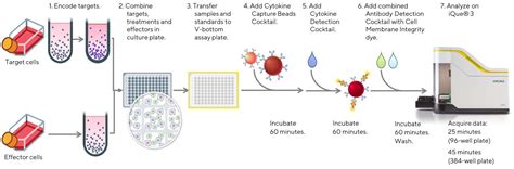 Examining Donor And Antibody Diversity With Flow Cytometry
