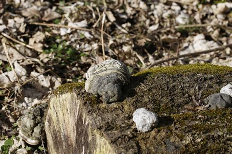 Floor Sponge Mushroom Tribe Free Photo On Pixabay Pixabay