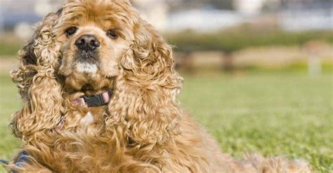 Cocker Spaniel Americano Cuidados Comportamiento Y Características