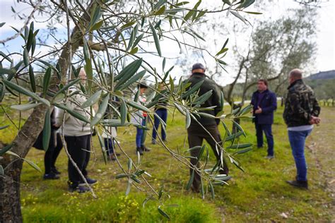 Curso Prático De Poda Da Oliveira 2023 Visitas E Práticas De Campo