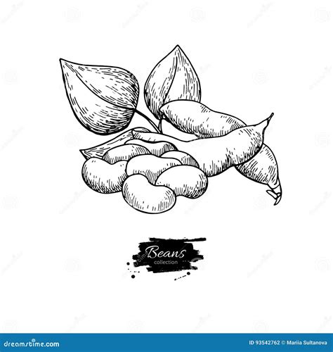 白豆植物手拉的传染媒介例证 被隔绝的菜被刻记的样式对象 向量例证 插画 包括有 市场 标签 93542762