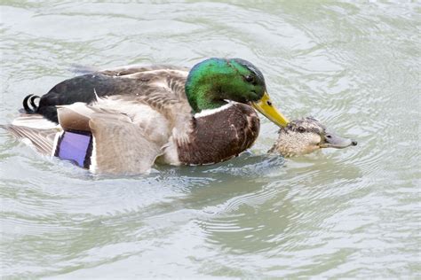 Rough Sex In Duckburg English Articles