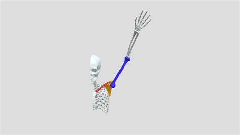 Human Appendicular A 3d Model Collection By Paul41 Sketchfab