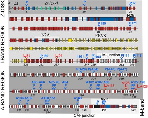 Role Of Titin Missense Variants In Dilated Cardiomyopathy Journal Of