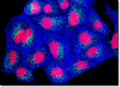 Molecular Expressions Microscopy Primer Specialized Microscopy Techniques Fluorescence
