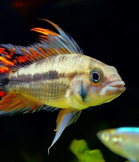 South American Cichlids Artofit