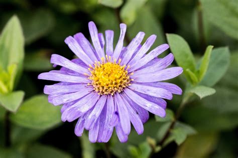 Frikarts Aster Jungfrau Aster Frikartii Jungfrau Günstig Kaufen