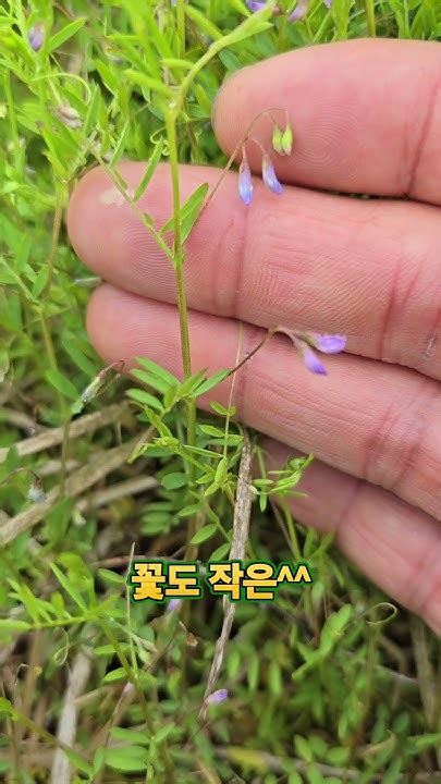 얼치기완두♡ Youtube