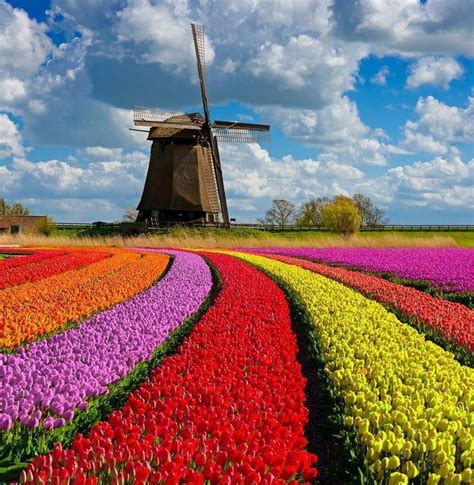 Windmill In A Field Of Tulips And Flowers
