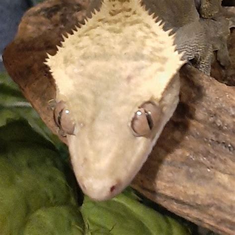 ‎python Kings Profile • Letterboxd