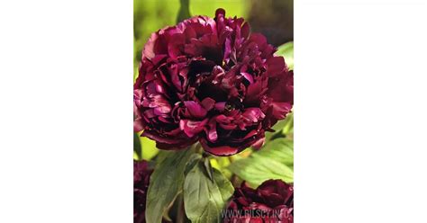 Piwonia Peter Brand Paeonia Lactiflora Bilscy Info