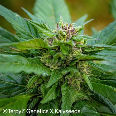 Kalyseeds Giant Crusader 11 Pack Breed Bros