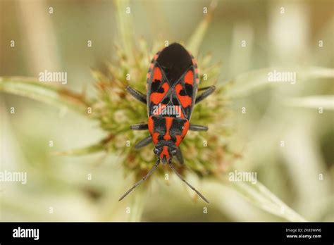 Detailed Closeup On A Colorful Red And Black Mediterranean Ground Bug
