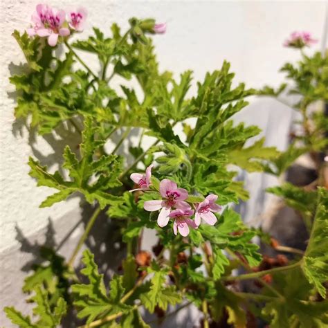 Plant Faqs Pelargonium Citrosum