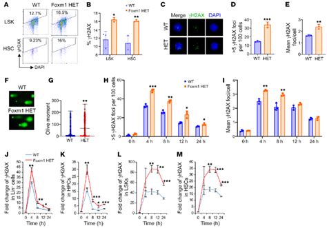 Foxm1 Haploinsufficiency Results In A Defect In Dna Damage Repair In