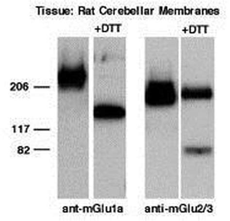 mGluR2/mGluR3 Polyclonal Antibody (PA1-30151)