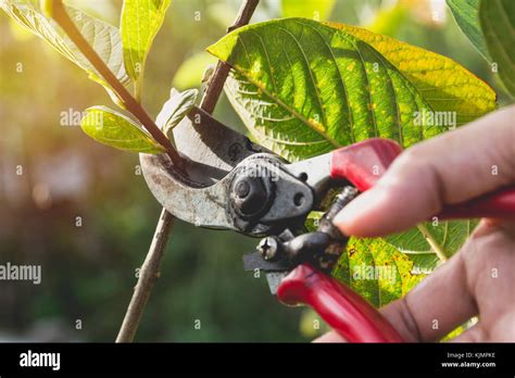 Gardener Pruning Trees With Pruning Shears On Nature Background Stock