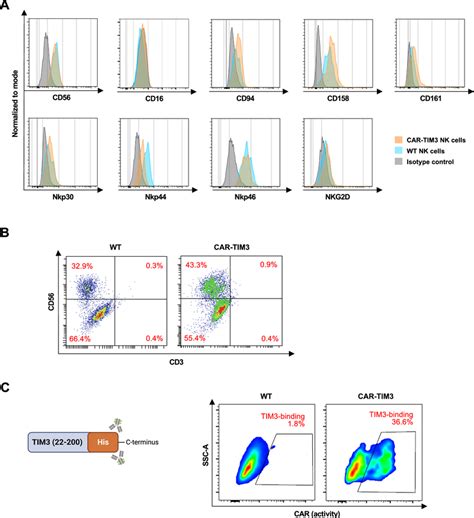 Immunophenotypic Profiles Of Nk Like Cells Derived From Wt And Car Tim3