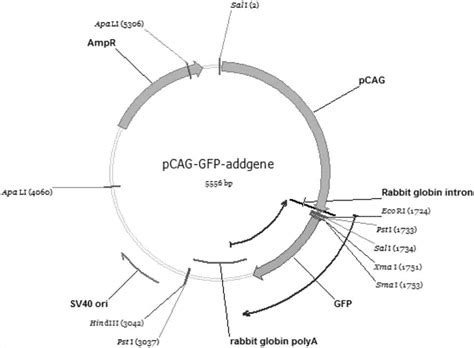 Carrier For In Vivo Positioning Mammal Cell Genome Based On Crisprcas9
