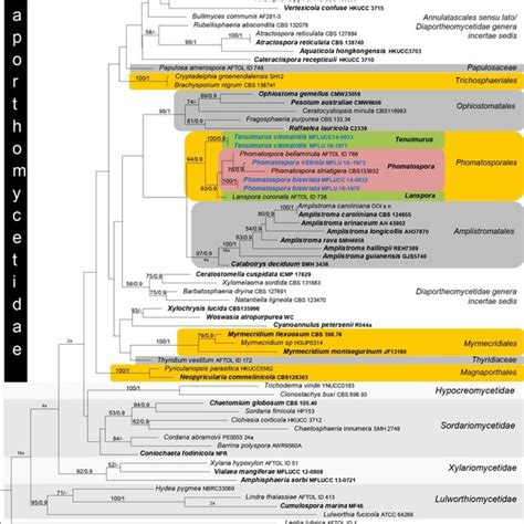 Phylogram Inferred From Analyses Of LSU SSU And ITS Sequence Data