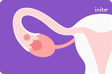 What Is Ovulation Your One Stop Guide To Understanding Ovulation