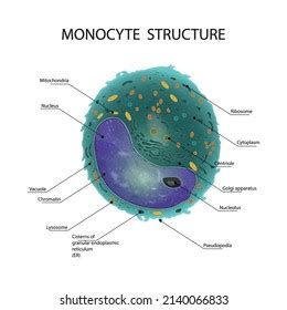 Monocyte Structure Monocyte Anatomycell Immune System Stock Vector