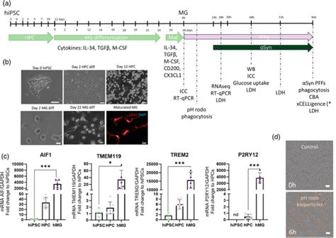 Uptake Of Alpha‐synuclein Preformed Fibrils Is Suppressed By Inflammation And Induces An