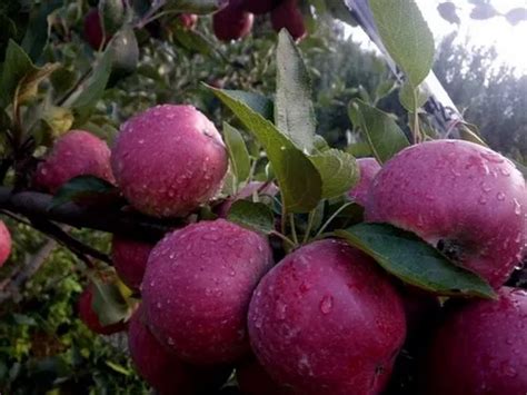 Himachali A Grade Shimla Apple Packaging Type Carton At Rs 1500box