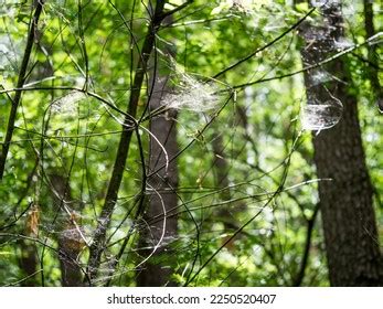 Cobweb Spider Forest Among Trees Green Stock Photo 2250520407 Shutterstock
