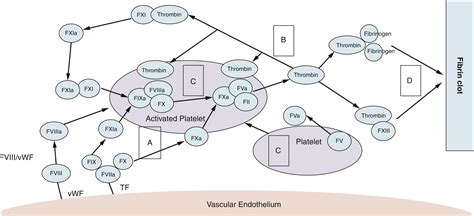 The Coagulation Cascade In Perioperative Organ Injury Clinical Tree