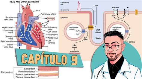 Fisiologia O Coração Como Bomba Capítulo 9 Guyton YouTube