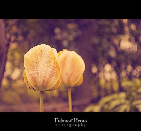 Jimmy The Tulip By Kris Bt On Deviantart