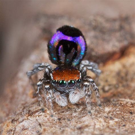 Beautiful Spiders