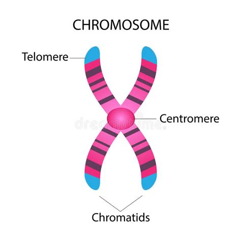 Telomere Cell Division And Human Chromosomes Stock Vector Illustration Of Inner Drawing
