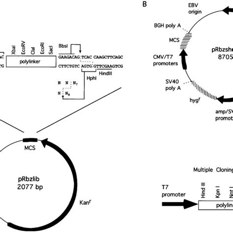 Plasmid Vectors Used In The Construction And Expression Of The Ribozyme Download Scientific