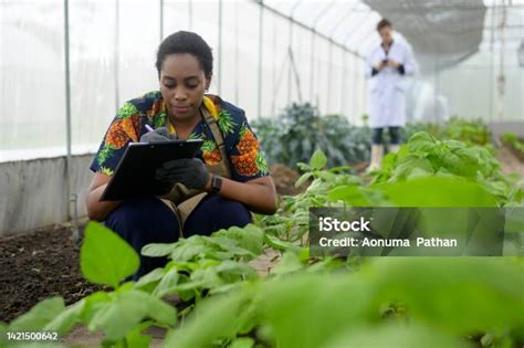 온실 유기농 채소 및 농업 개념에서 일하는 흑인 여성 농업 경제학자 비닐하우스에 대한 스톡 사진 및 기타 이미지 비닐하우스 20 24세 2명 Istock