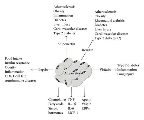 The Adipose Tissue Secretes Several Hormone Like Molecules Called