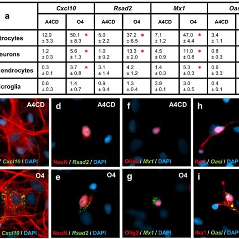 O4 Induces Cell Type Specific Patterns Of Isg Expression In The Cns Download Scientific