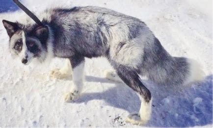 Red Fox Color Mutations