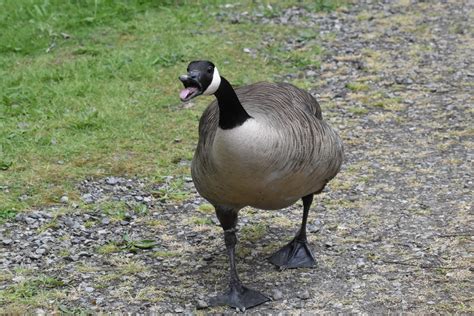 This Is Why The Canada Geese Will Always Win Cottage Life