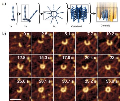 High Speed Afm Imaging Of Biological Systems Using Febid Modified Si Download Scientific
