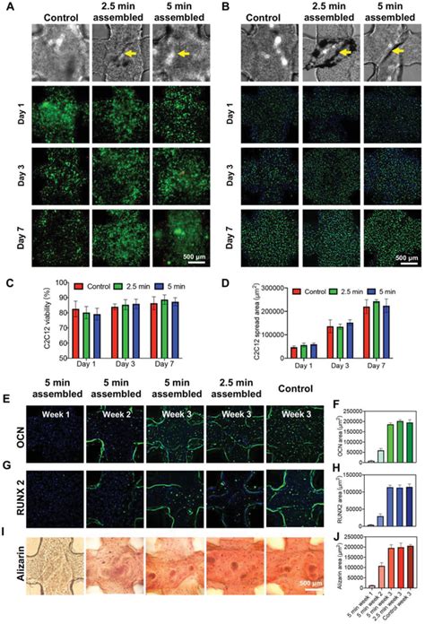 Viability Of C2c12 Myoblasts And Hmsc Osteogenic Differentiation Assay