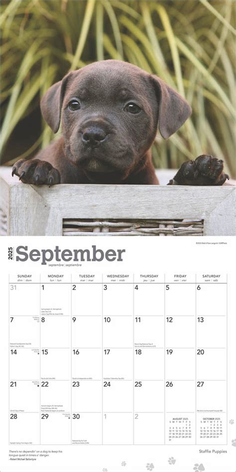 Staffordshire Bull Terriers Puppies 2025 12 X 24 Inch Monthly Square
