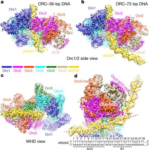 Overall Structure Of Orc Bound To Origin Dna A Side View Of The