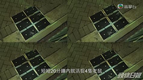 Juicy叮｜屯门屋邨惊现疯狂「老鼠胶」阵 网民：多到人都捉到 星岛日报